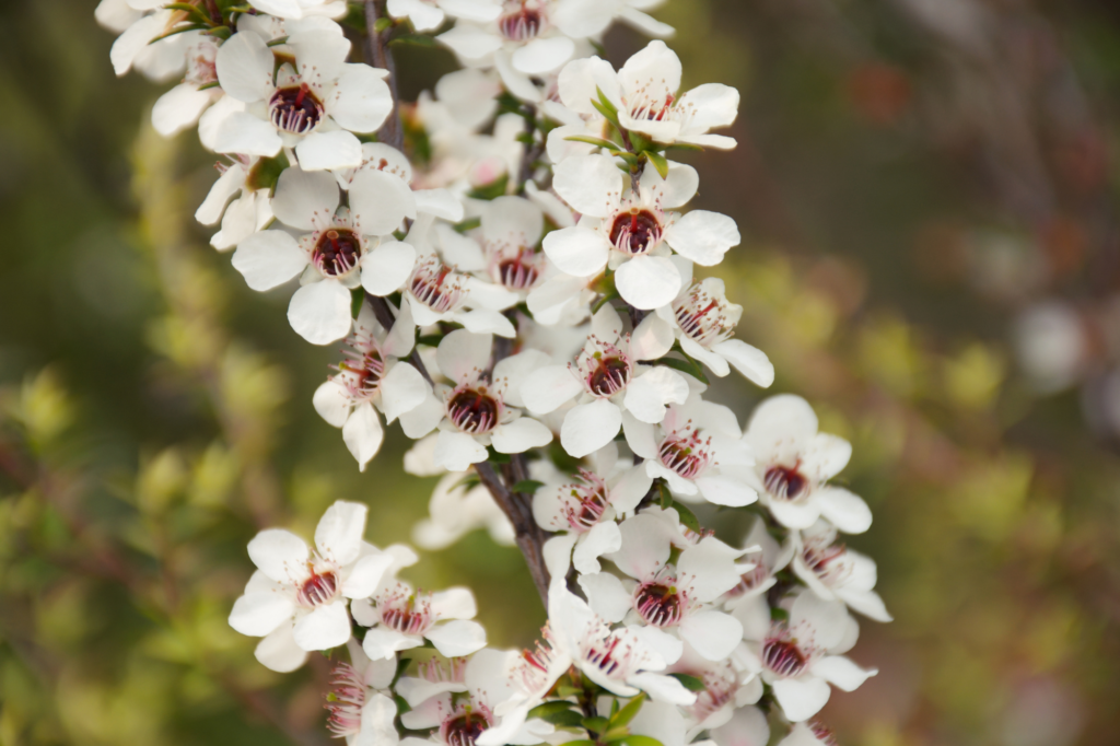 What’s the BUZZ about honey-based eye drops? - We Fix Eyes